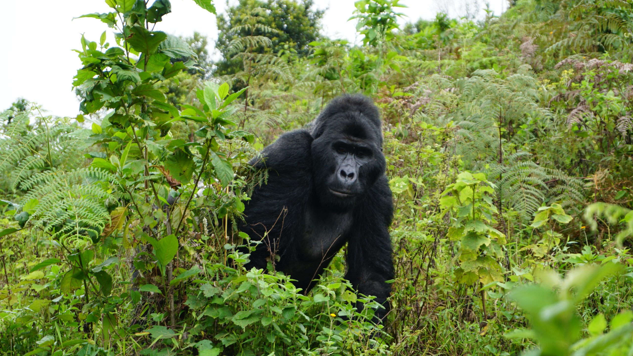 10 Days Ultimate Rwanda Experience | Wild Journeys